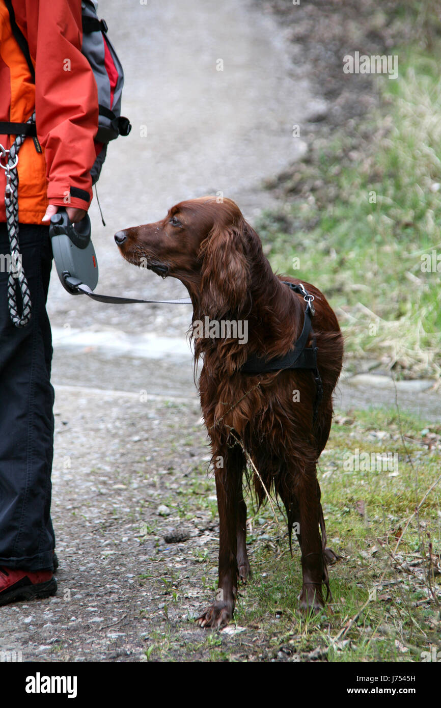irish red setter Stock Photo - Alamy