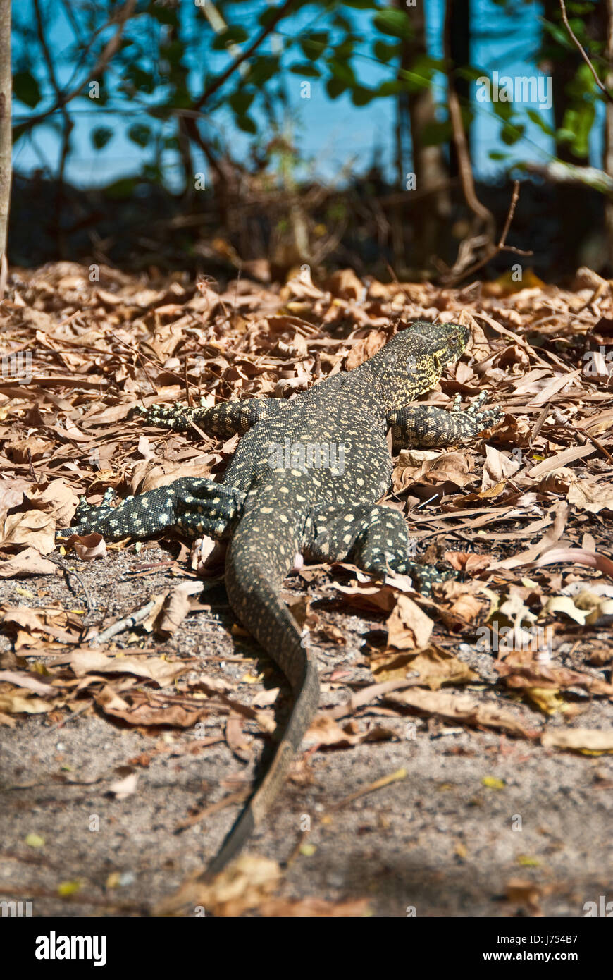 Goanna eating High Resolution Stock Photography and Images - Alamy