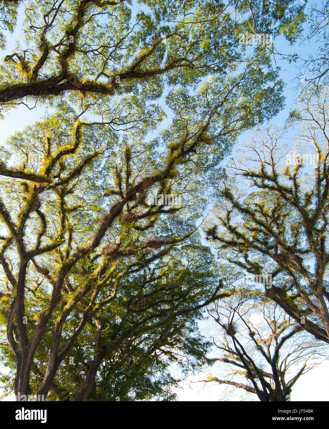 blue australia botanical blue colour tree mountains wild leaves stream ...