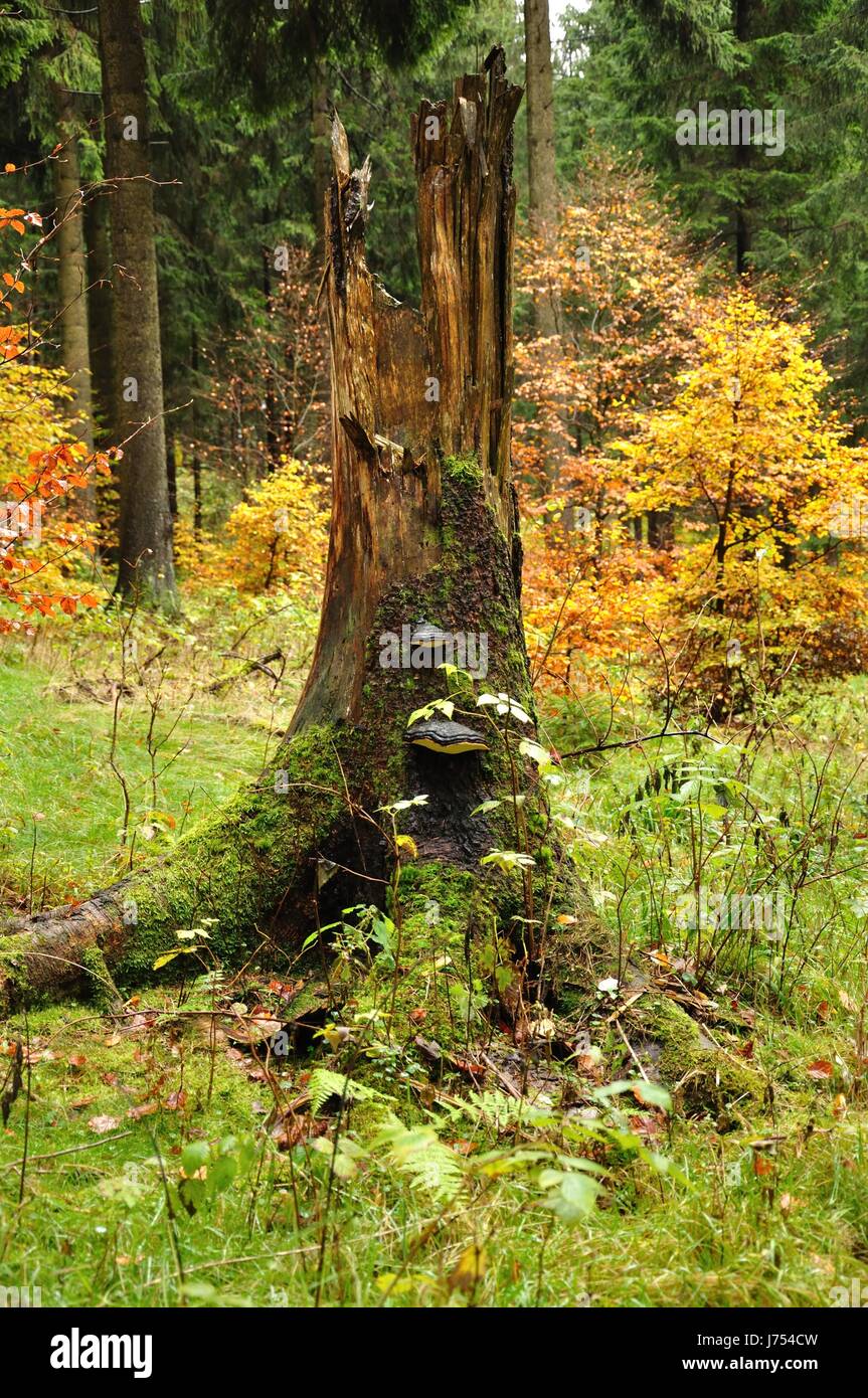 tree wood root moss snag mushroom fungus grow to weather environment ...