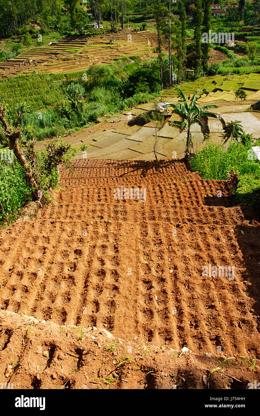 asia agriculture farming field rice terrace food aliment culture hill ...