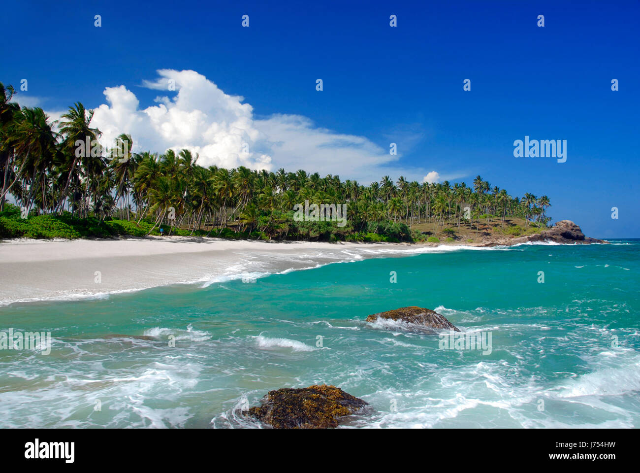 beach seaside the beach seashore palm salt water sea ocean water blue ...