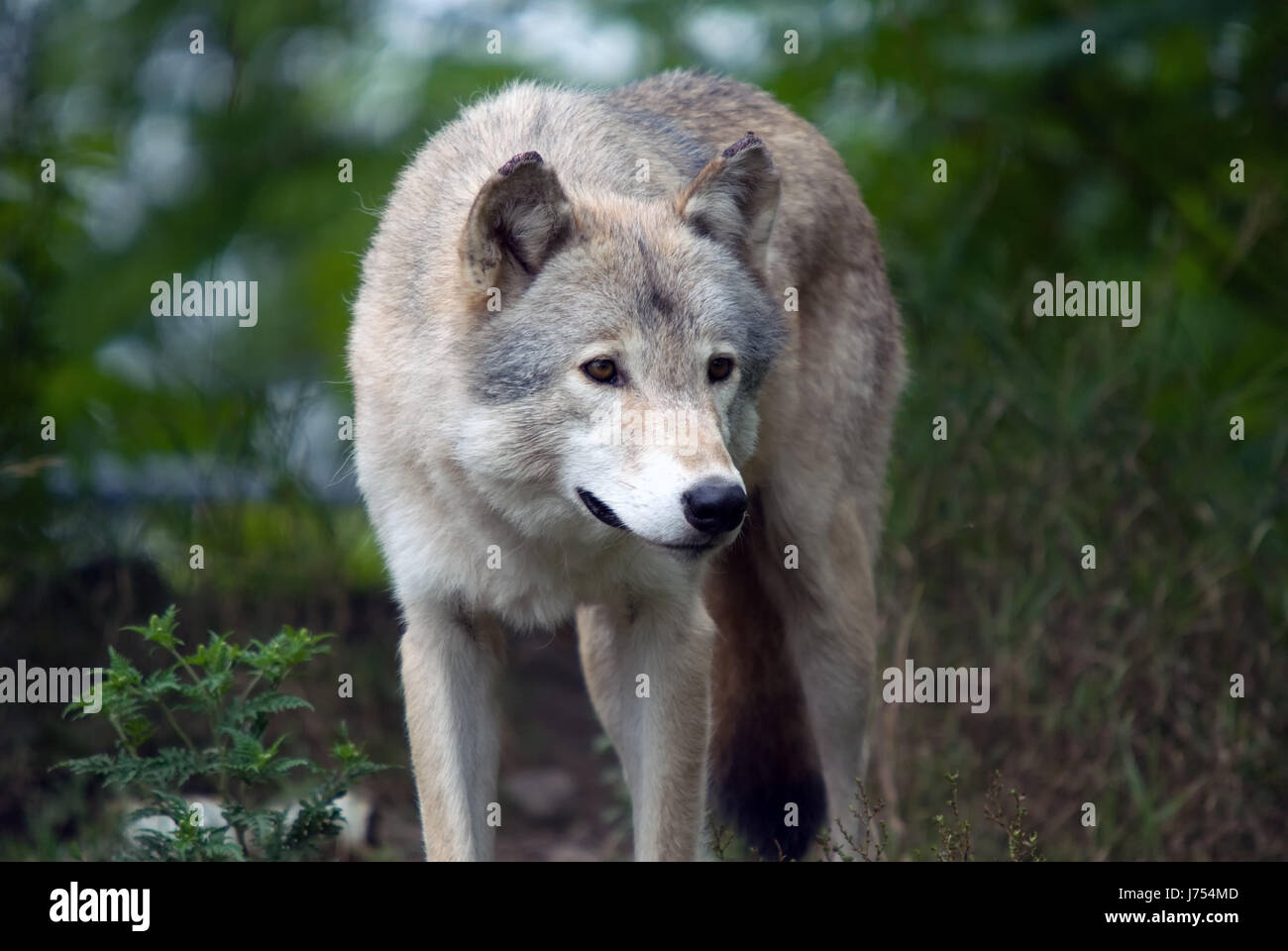 animal wild wildlife predator wolf canine grey gray animal mammal wild ...