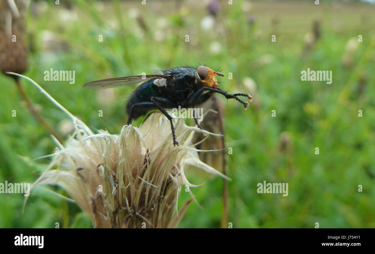 animal insect black swarthy jetblack deep black fly gnat mosquito flies ...