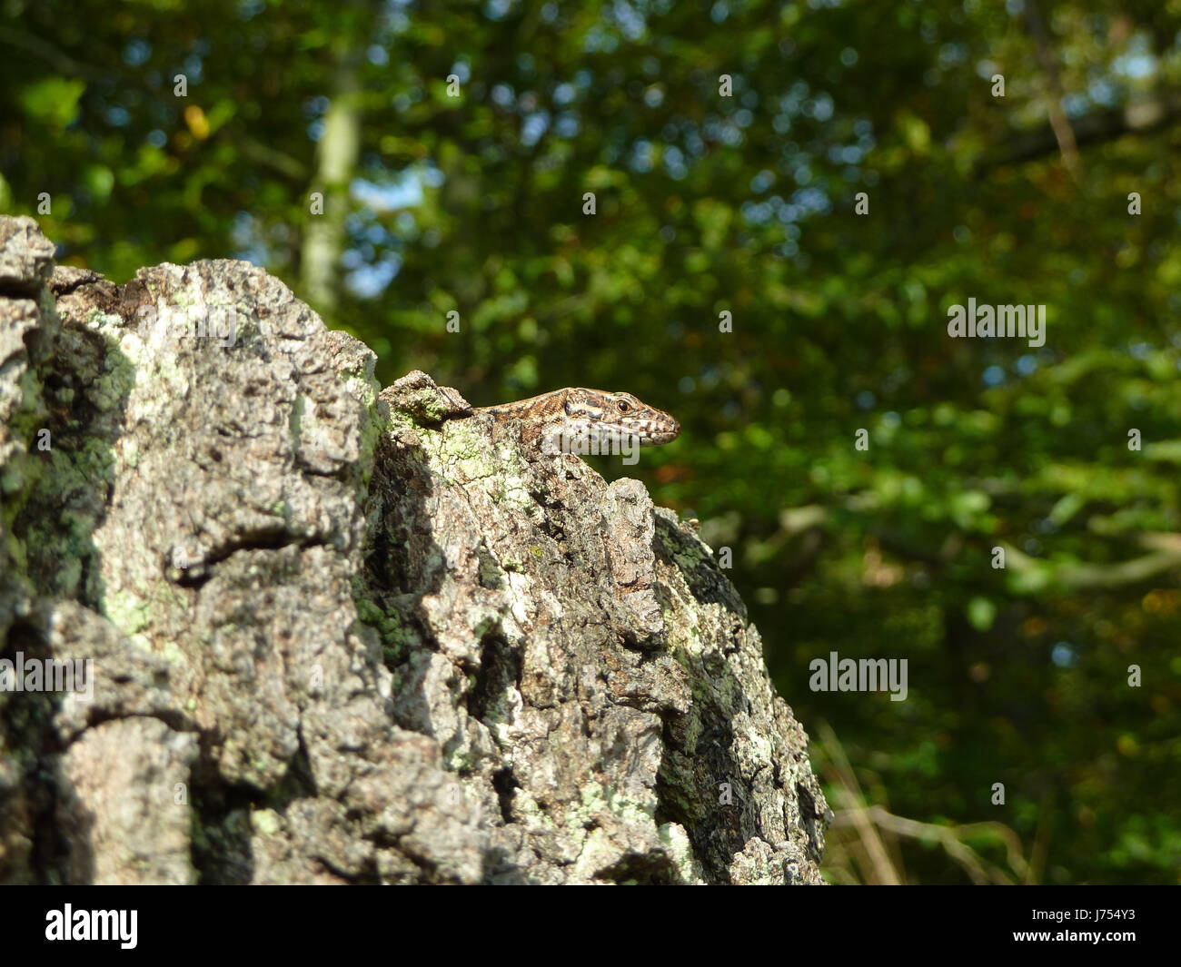 animal reptile lizard saurian sight view outlook perspective vista ...