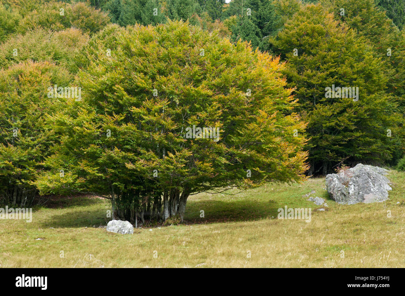 black forest beech forest copper beech beech tree tree trees deciduous ...