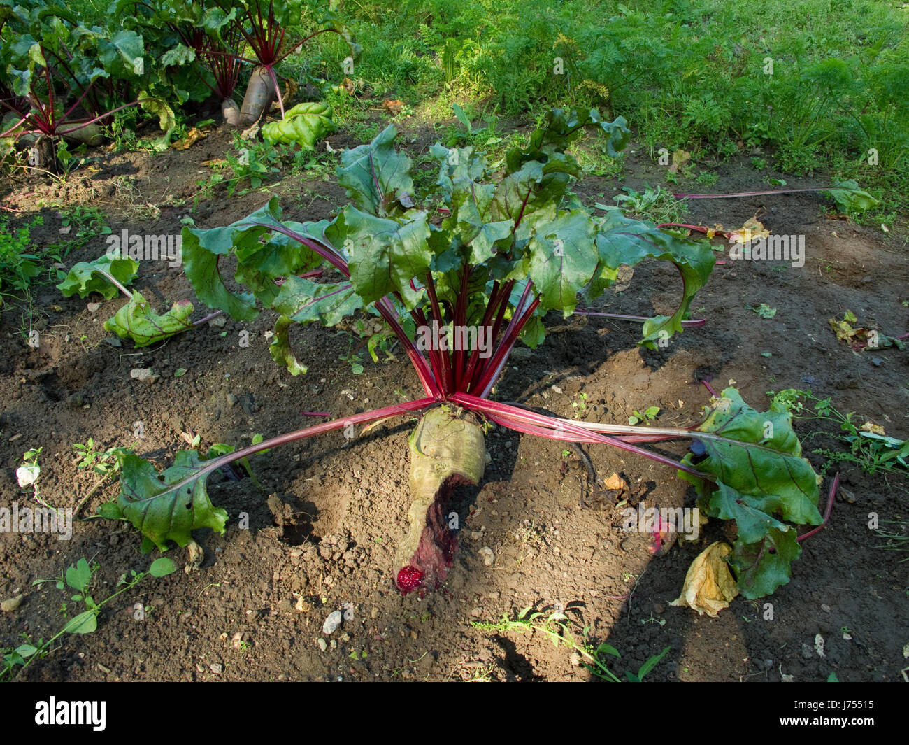 agriculture farming damage damages detriments rat fresh food aliment ...