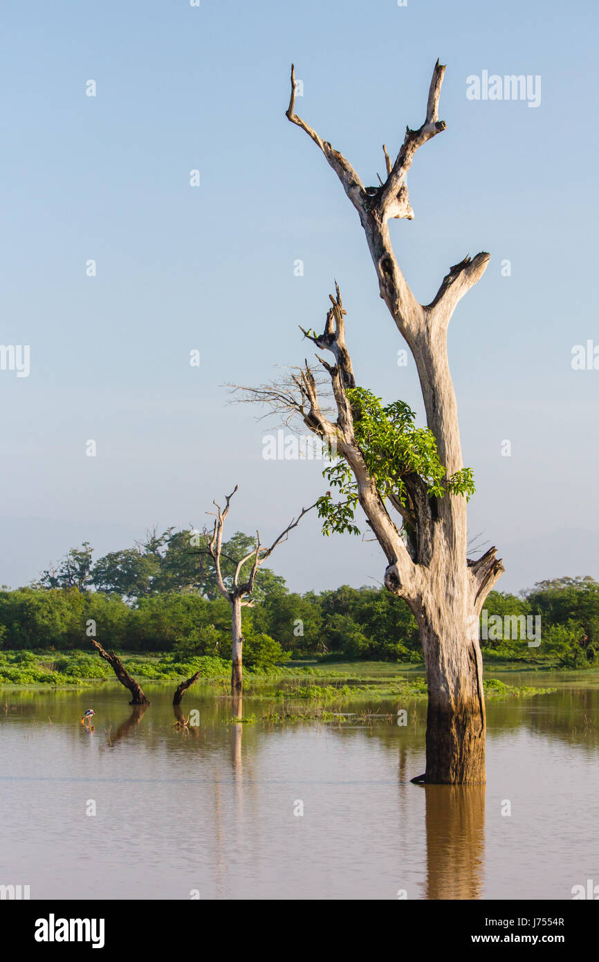 Drowned tree hi-res stock photography and images - Alamy