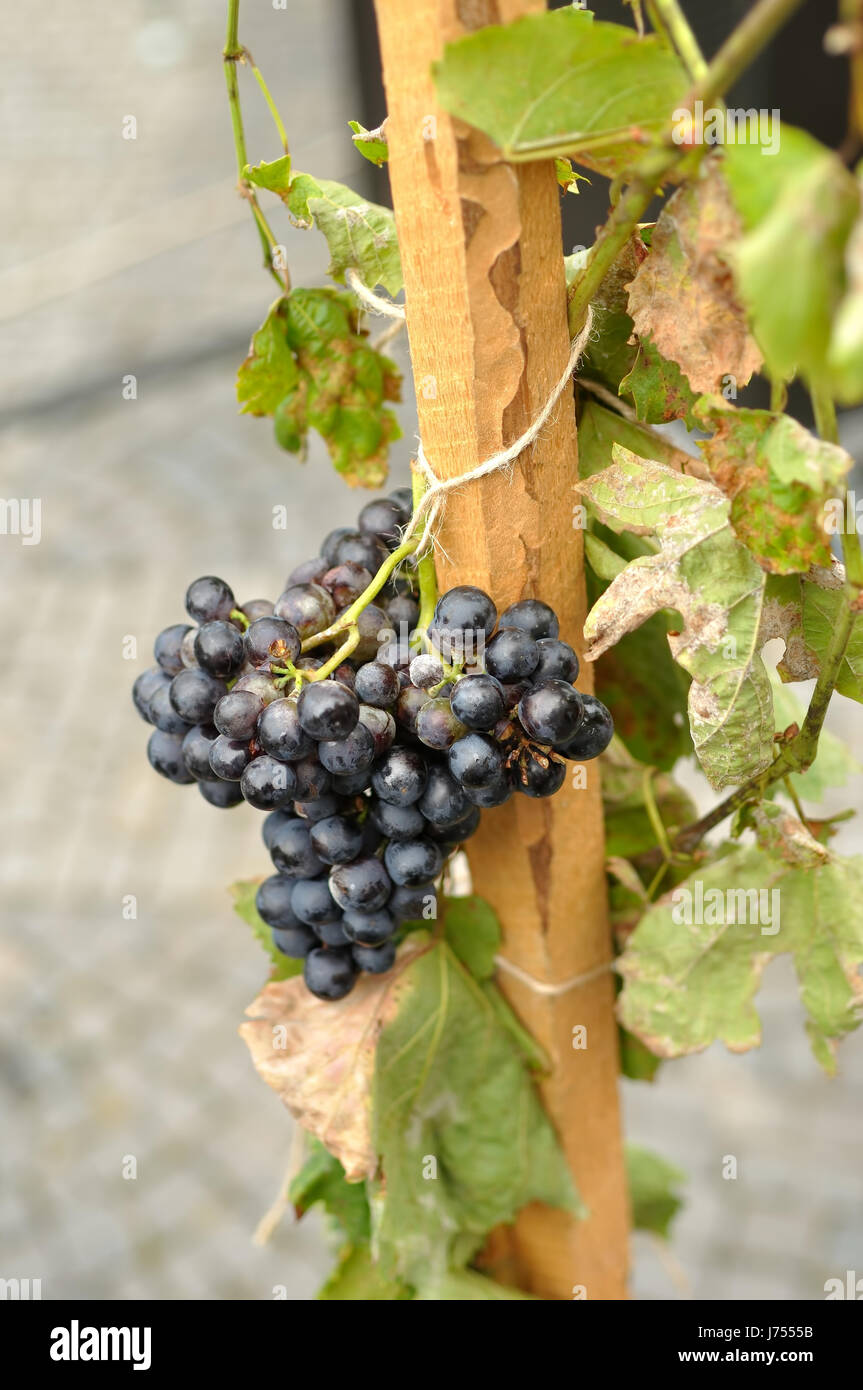wood wine grapes leave bunches of grapes vine grape vine grape-vine ...
