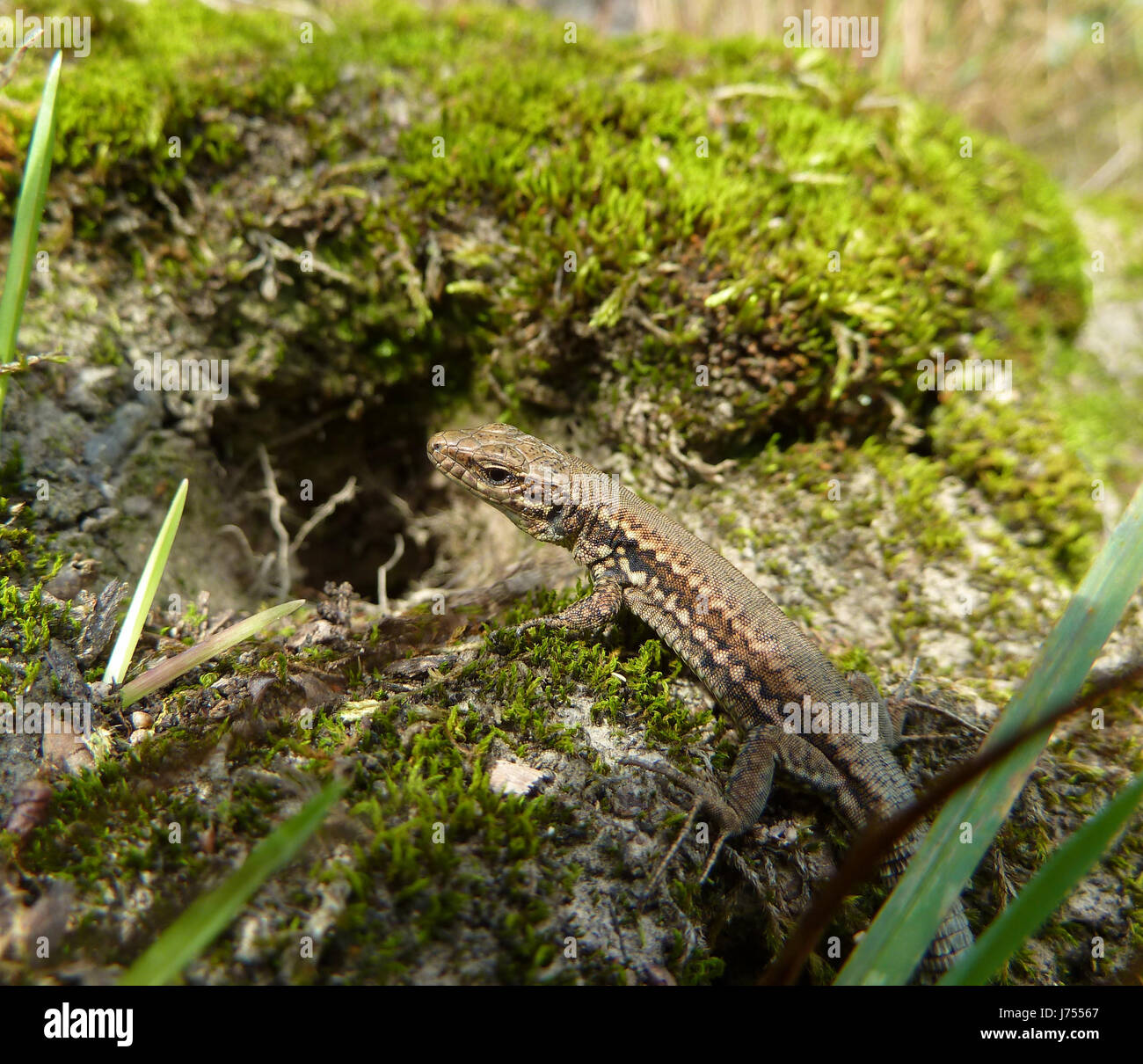 tree animal reptile lizard saurian moss forest food aliment brown ...