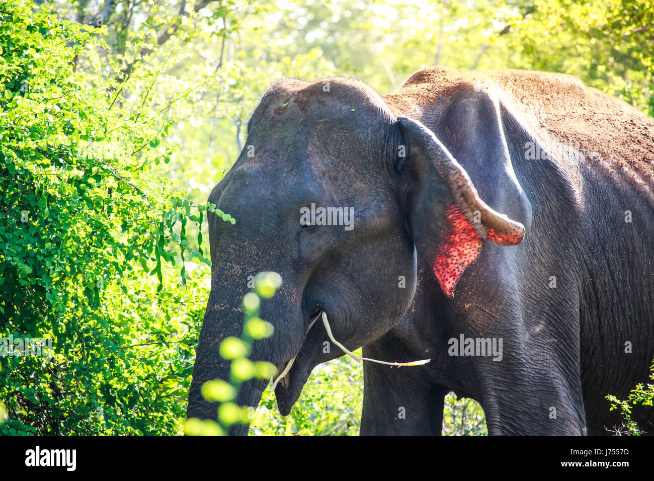 Asian elephant eating hi-res stock photography and images - Alamy
