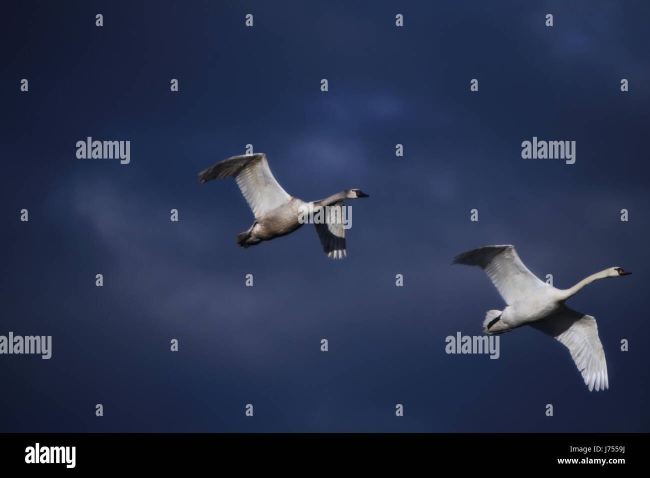 animal bird swans swan birds wildlife fly flies flys flying blue ...