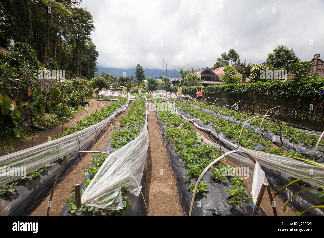 Holiday in Bali, Indonesia - Strawberry Farm Stock Photo - Alamy