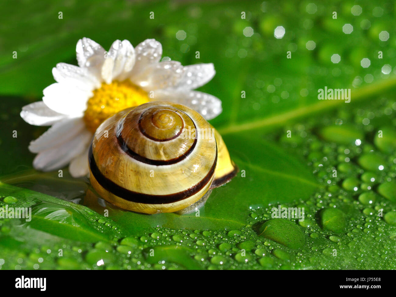 snail snail shell florets daisy drop drip drops seeping sopping drips ...