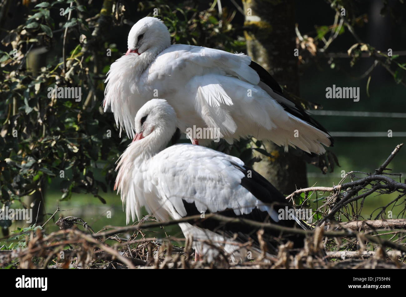 bird birds stork nest migrant birds of passage couple pair nature animal bird Stock Photo - Alamy