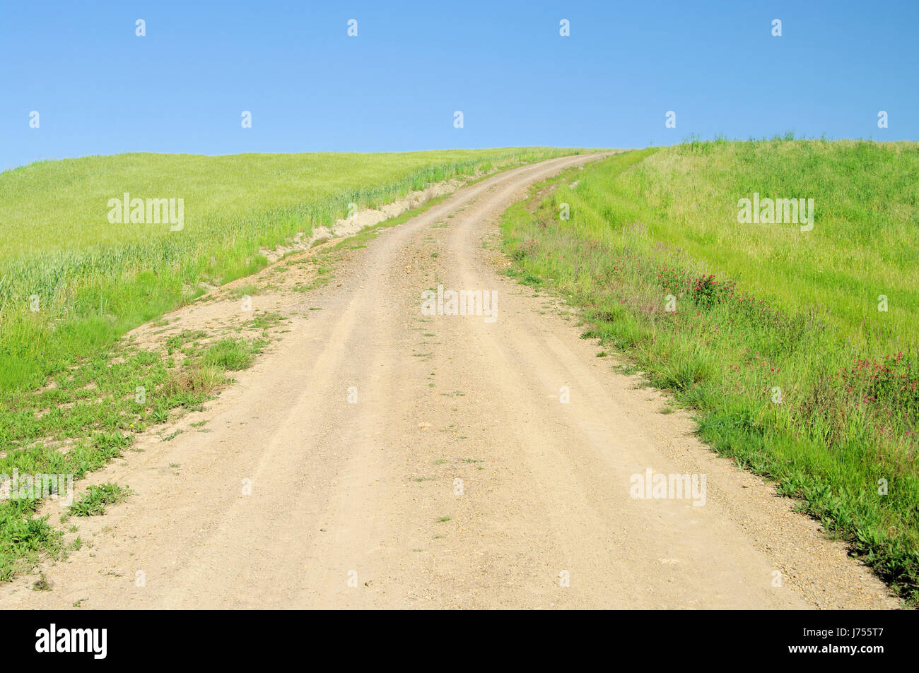 dirt road field acre road way path way meadow grass lawn green willow blue Stock Photo - Alamy