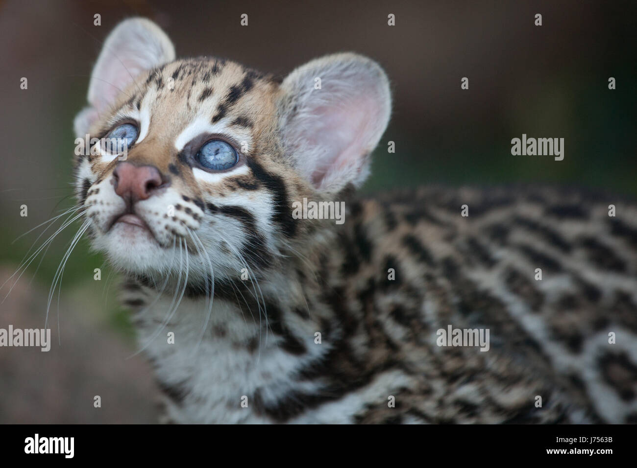 young animal ocelot mammal fur central america predator cub baby ...