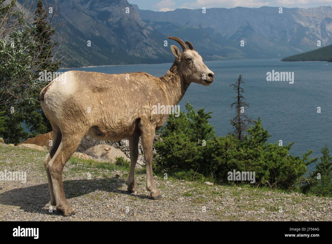 canada goat conifer forest salt water sea ocean water mountain bank ...