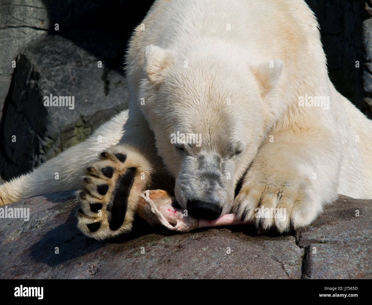 bear arctic predator rocks polar closeup animal mammal teeth wild fur ...