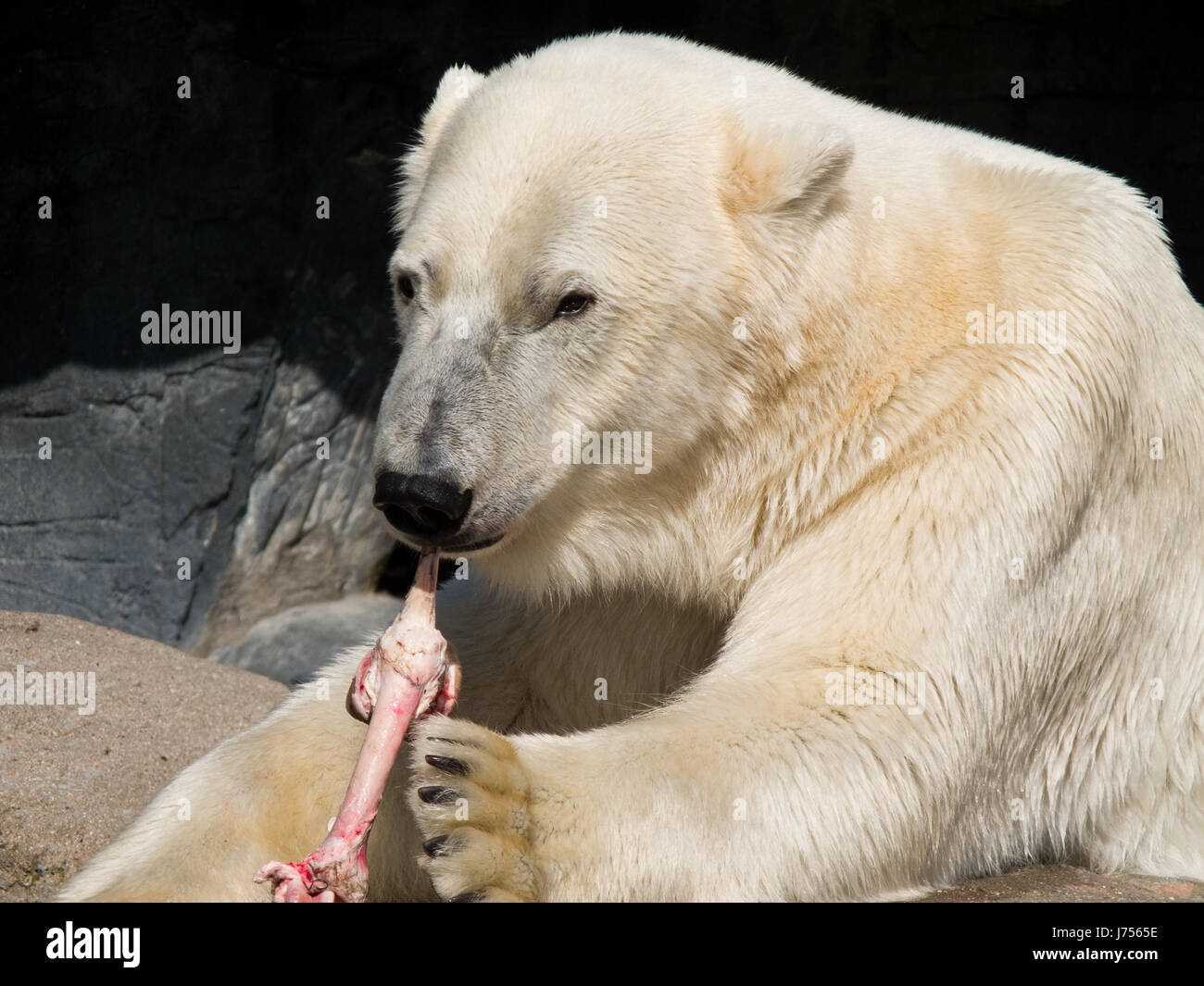 mammal fur feeding eating eat eats closeup animal bear teeth arctic ...