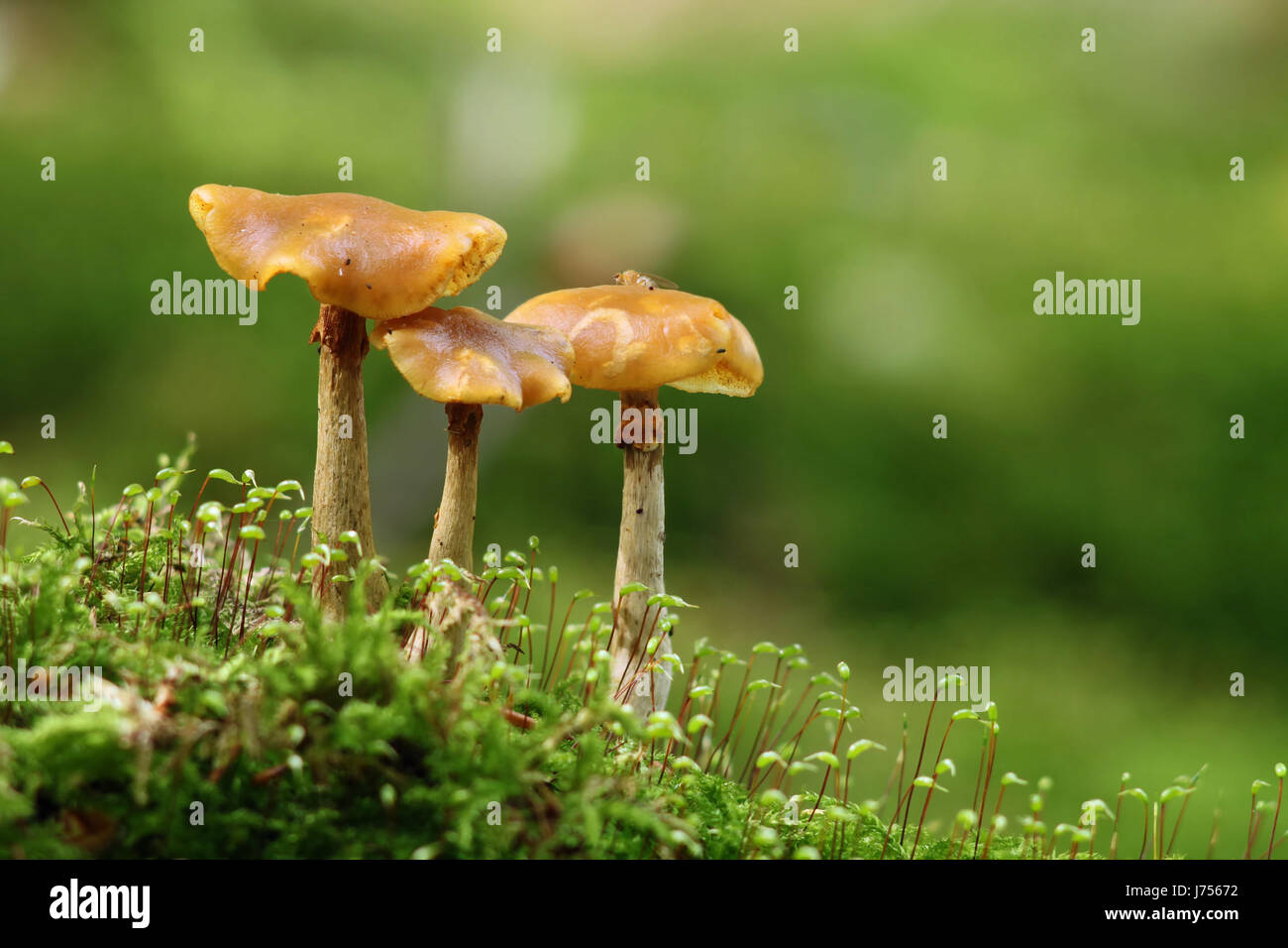 moss mushroom fungus toadstool forest toxic poisonous moss mushrooms ...