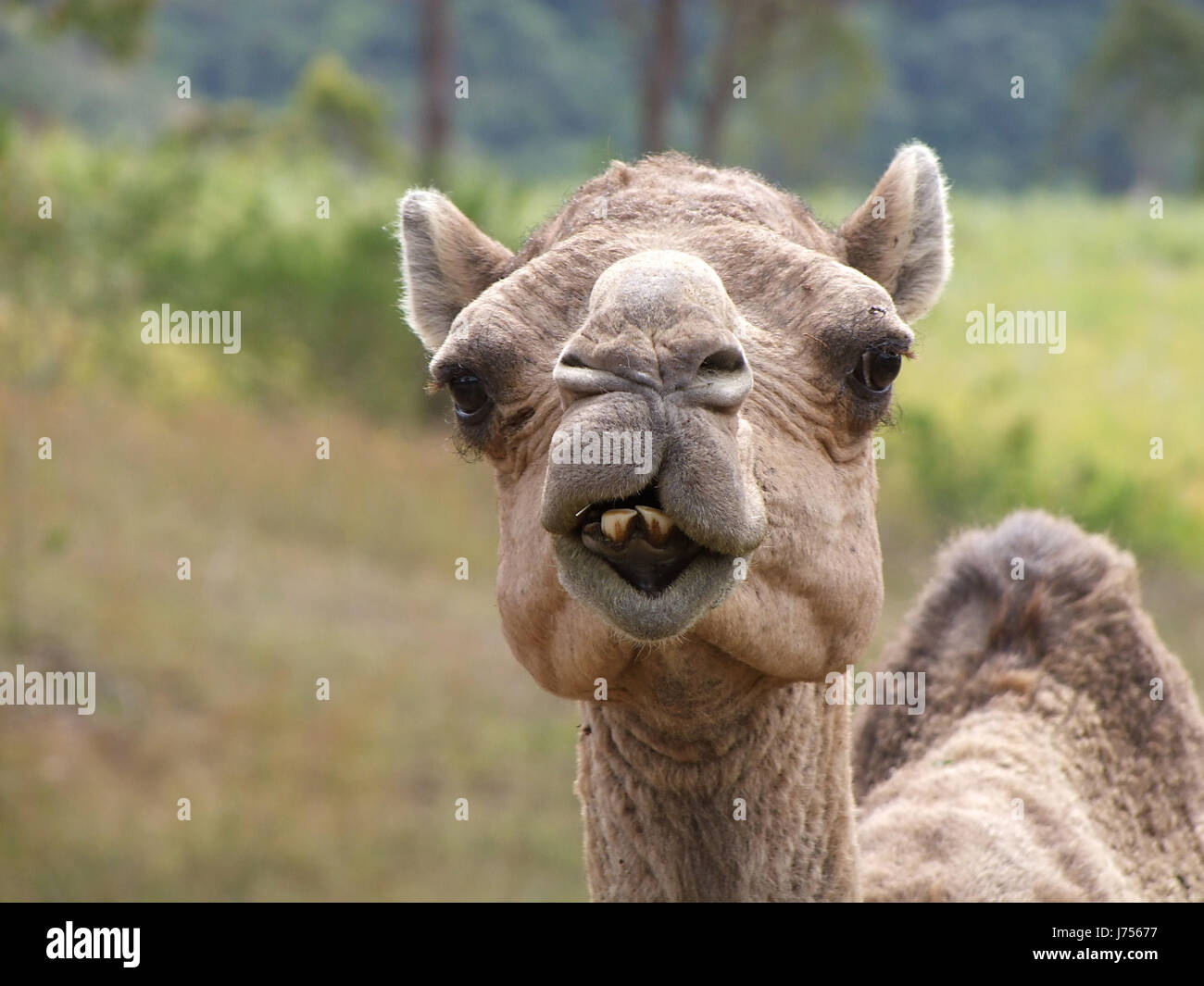 dromedary in australia Stock Photo - Alamy