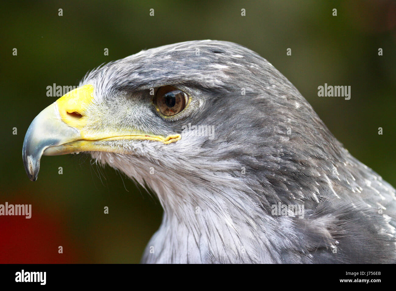 bird birds raptor claws buzzard food aliment bird birds raptor beak ...