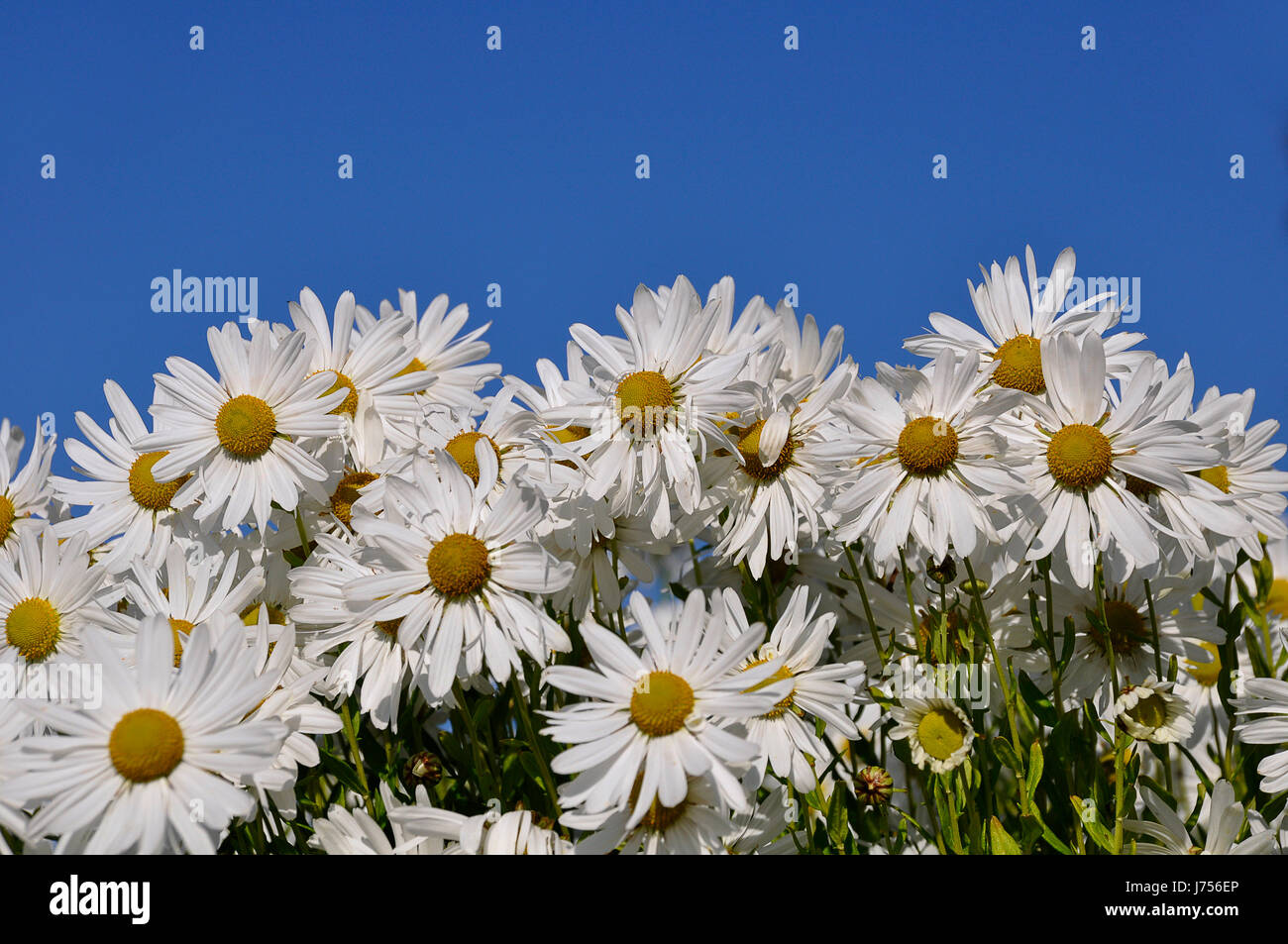 flower flowers plant blossoms bluer bleed firmament sky garden flower ...