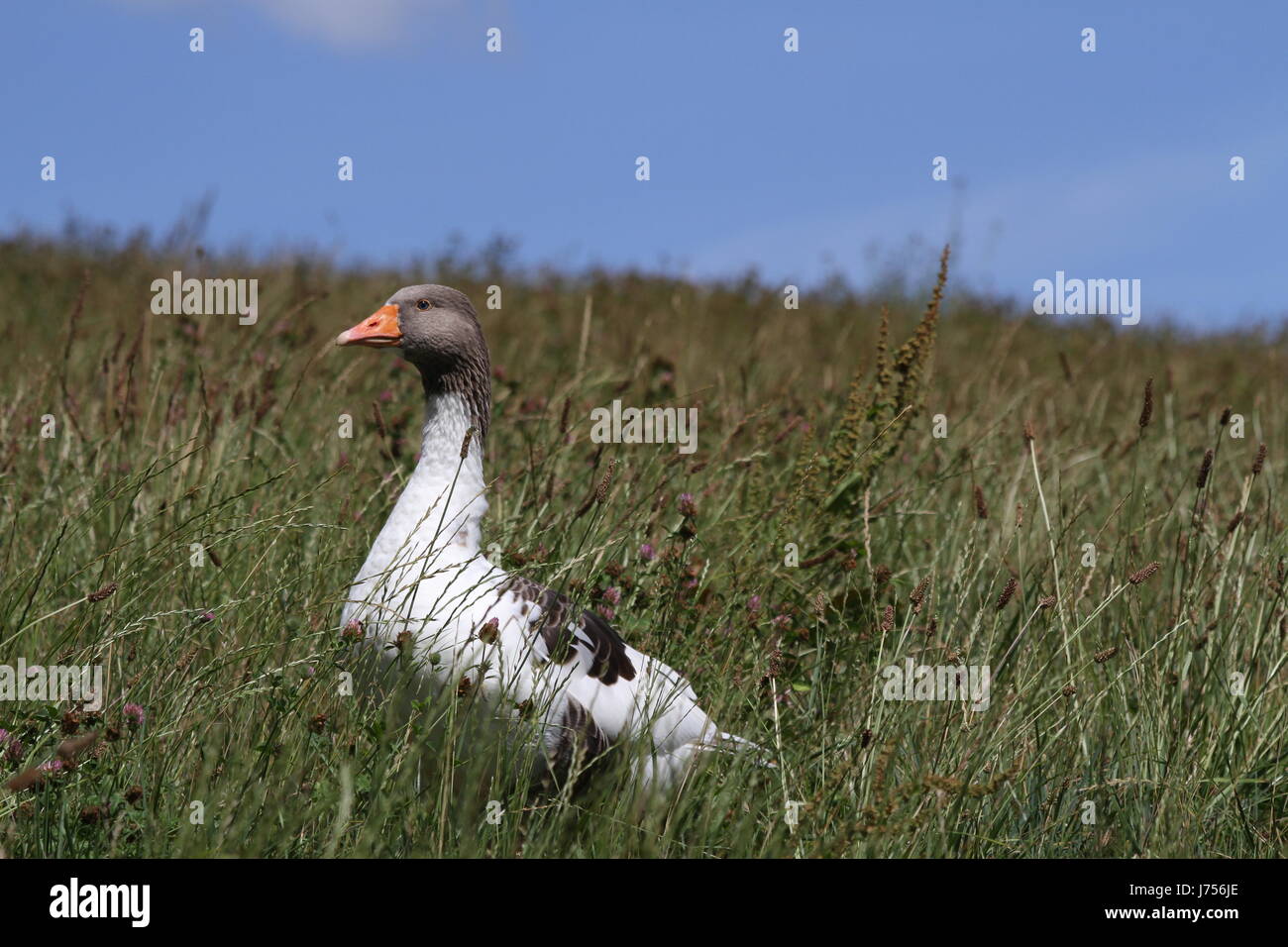 bucolic farm animal idyll goose meadow old bucolic pet idyllic clover ...