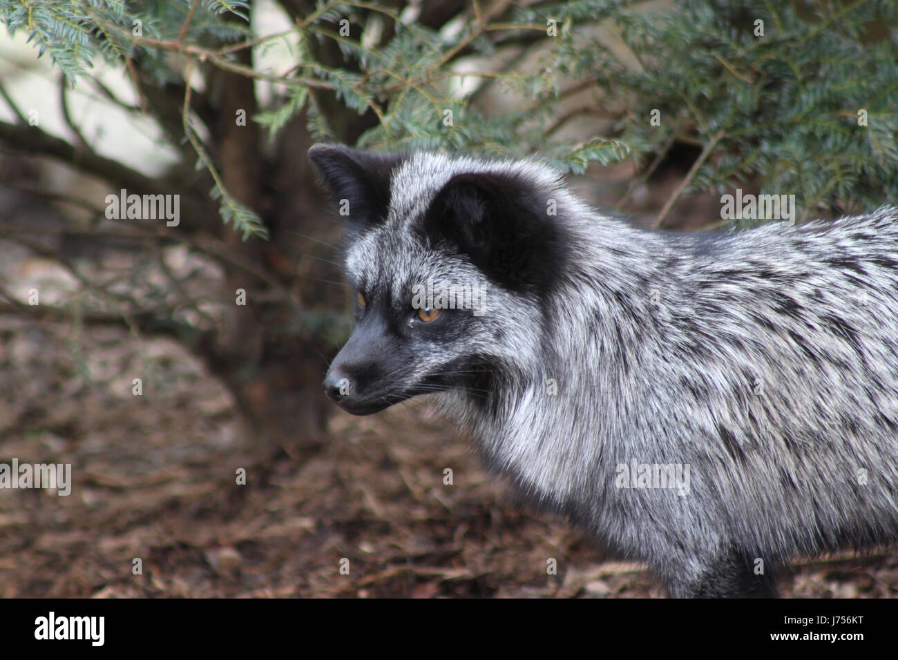fur predator fox hunting chase forest animal mammal fur predator fox ...