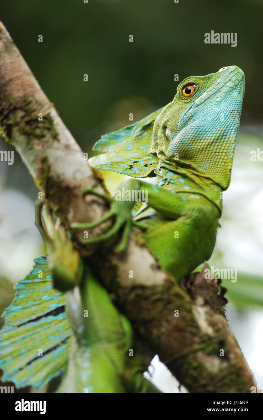 Jesus echse hi-res stock photography and images - Alamy