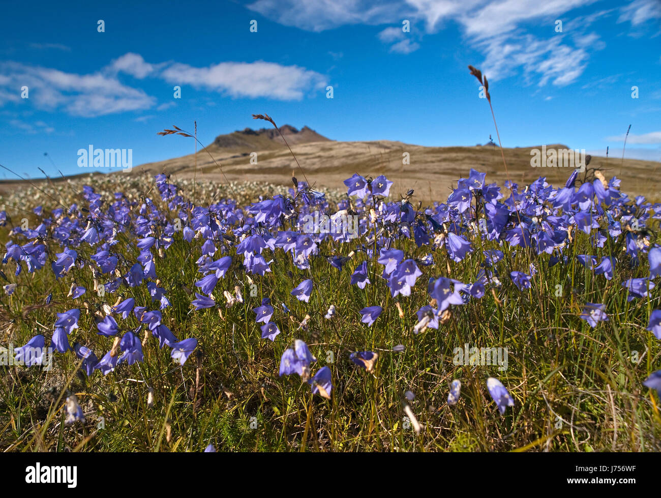flower flowers plant sight view outlook perspective vista panorama ...