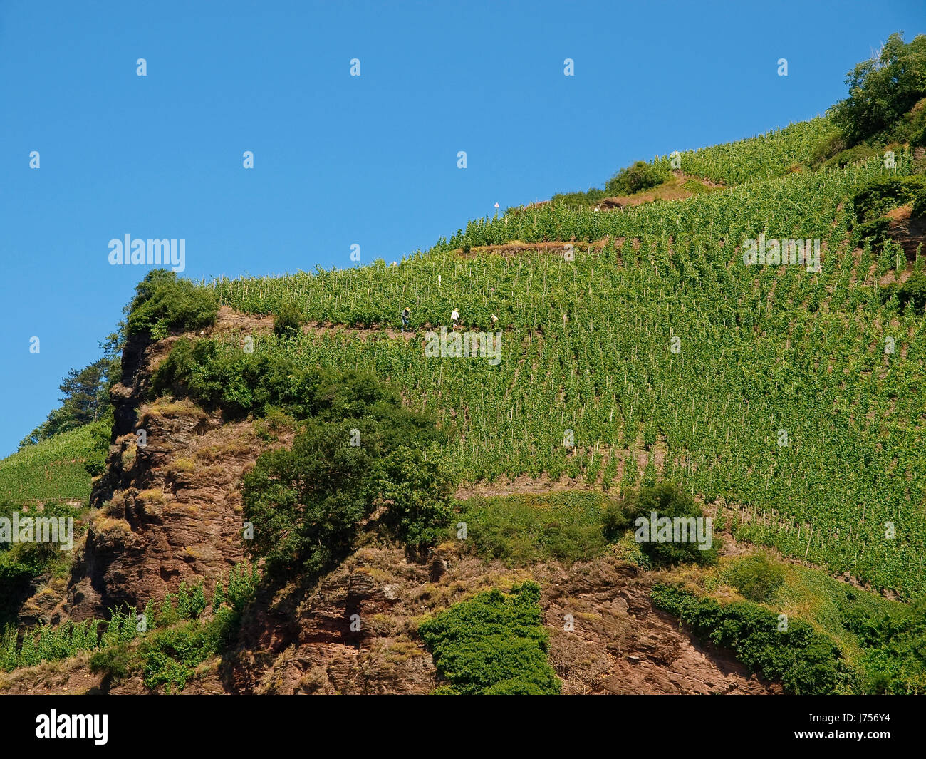 harvest rock vine grape vine grape-vine mountain grapes bunches of ...