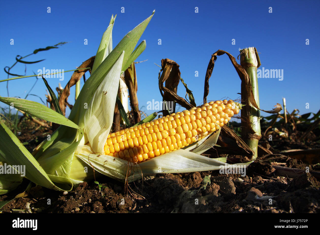 acre corn harvest food aliment agriculture farming acre power ...
