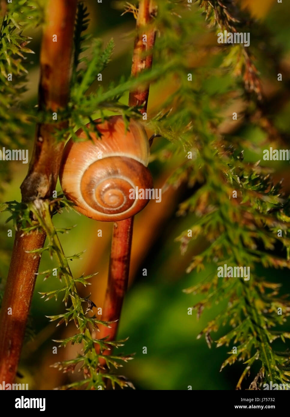 tree fauna animals branch shrub snail animal world nature tree fauna ...