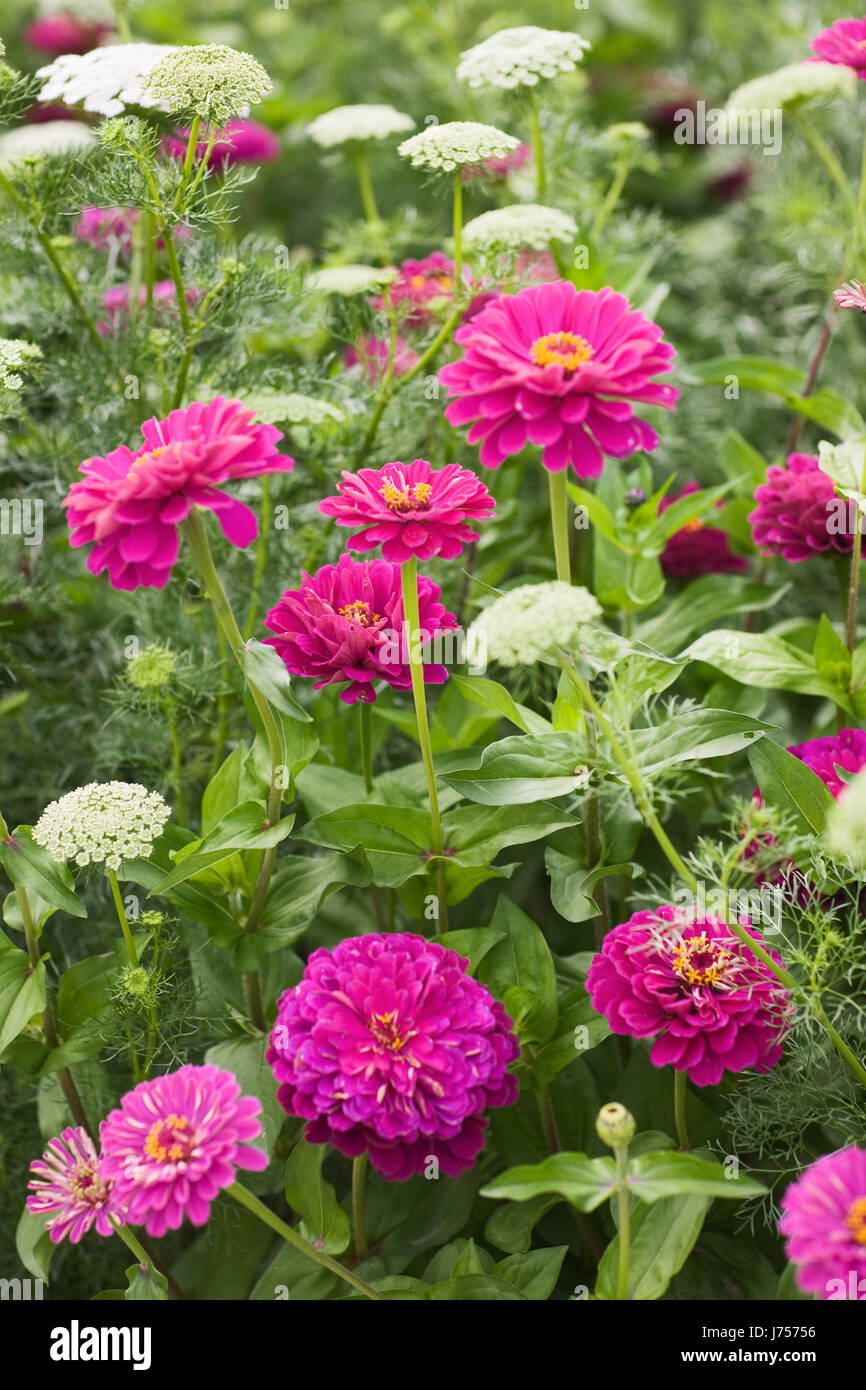 decorative plant compositae medicinal plant herbs plant garden flower ...