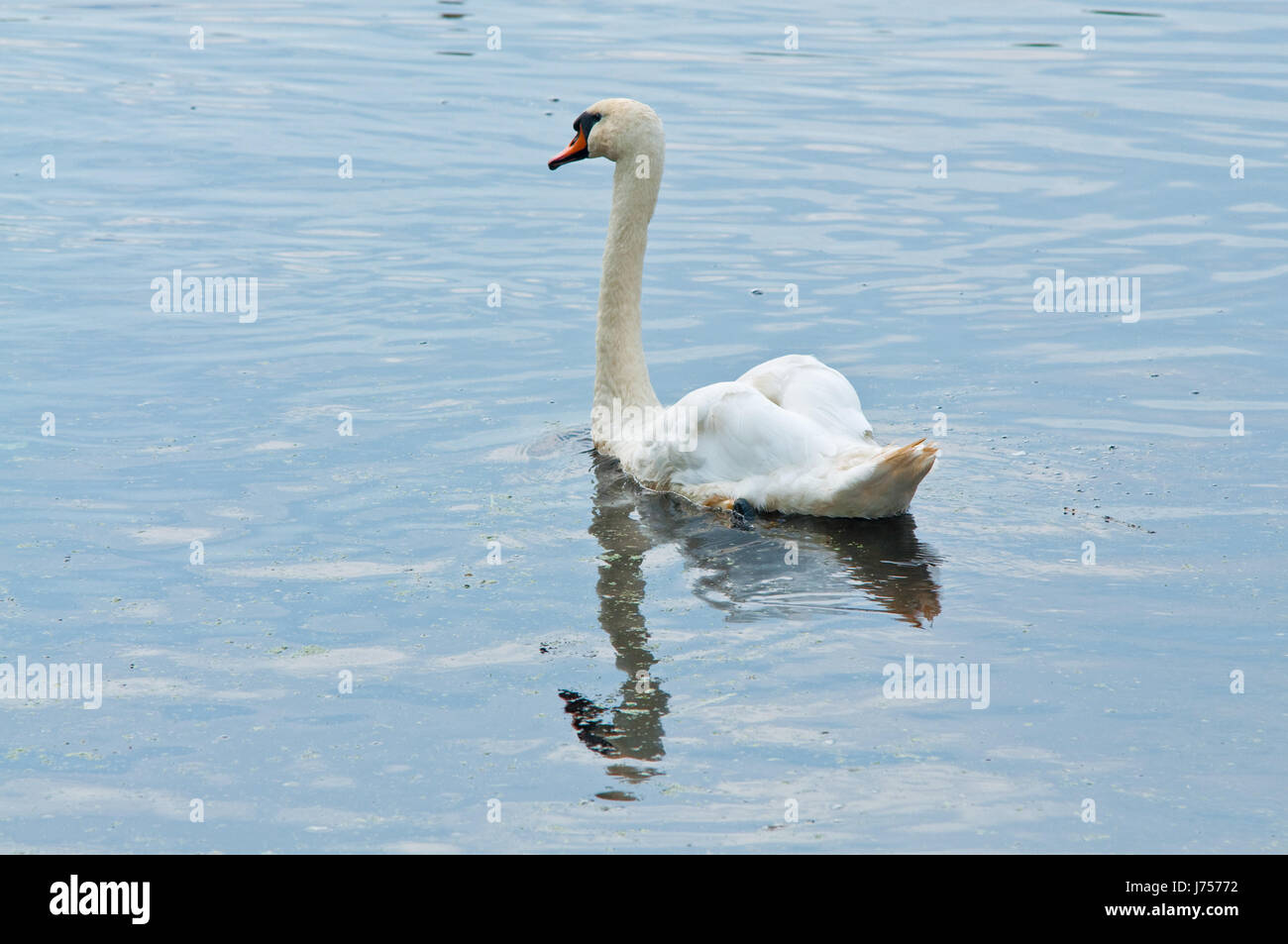 swan in water Stock Photo - Alamy