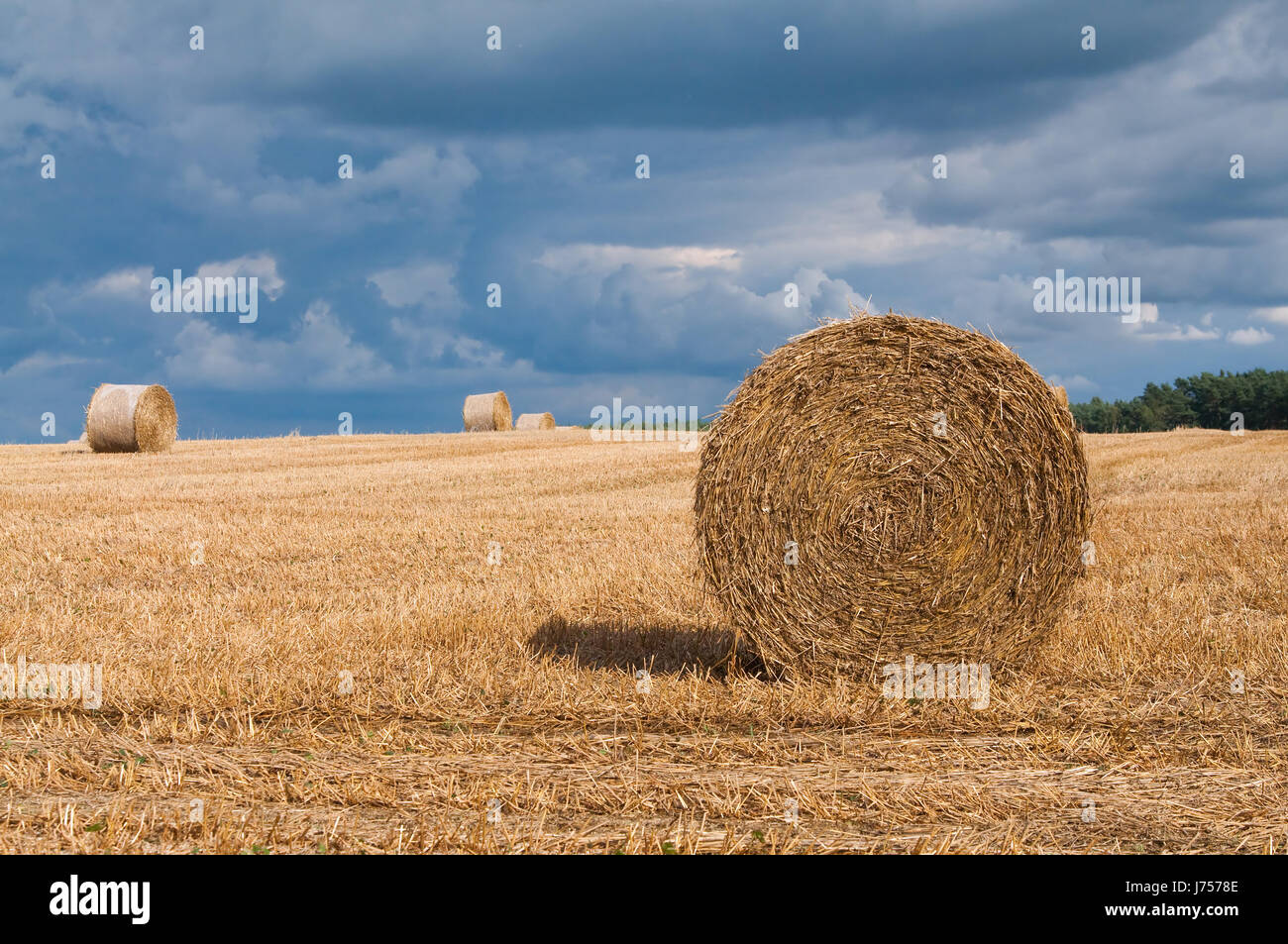 straw rolls on summer farmer field Stock Photo - Alamy