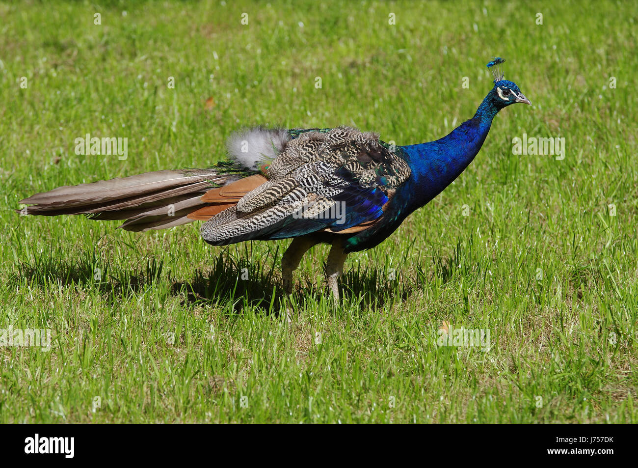 indian peafowl,pavo cristatus Stock Photo - Alamy