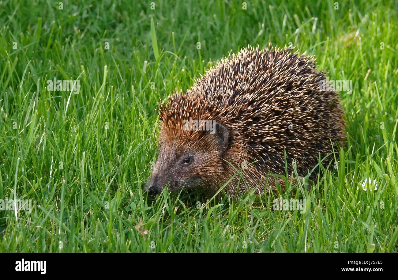 prickle prickly hedgehog searching meadow fall autumn nibble animal ...
