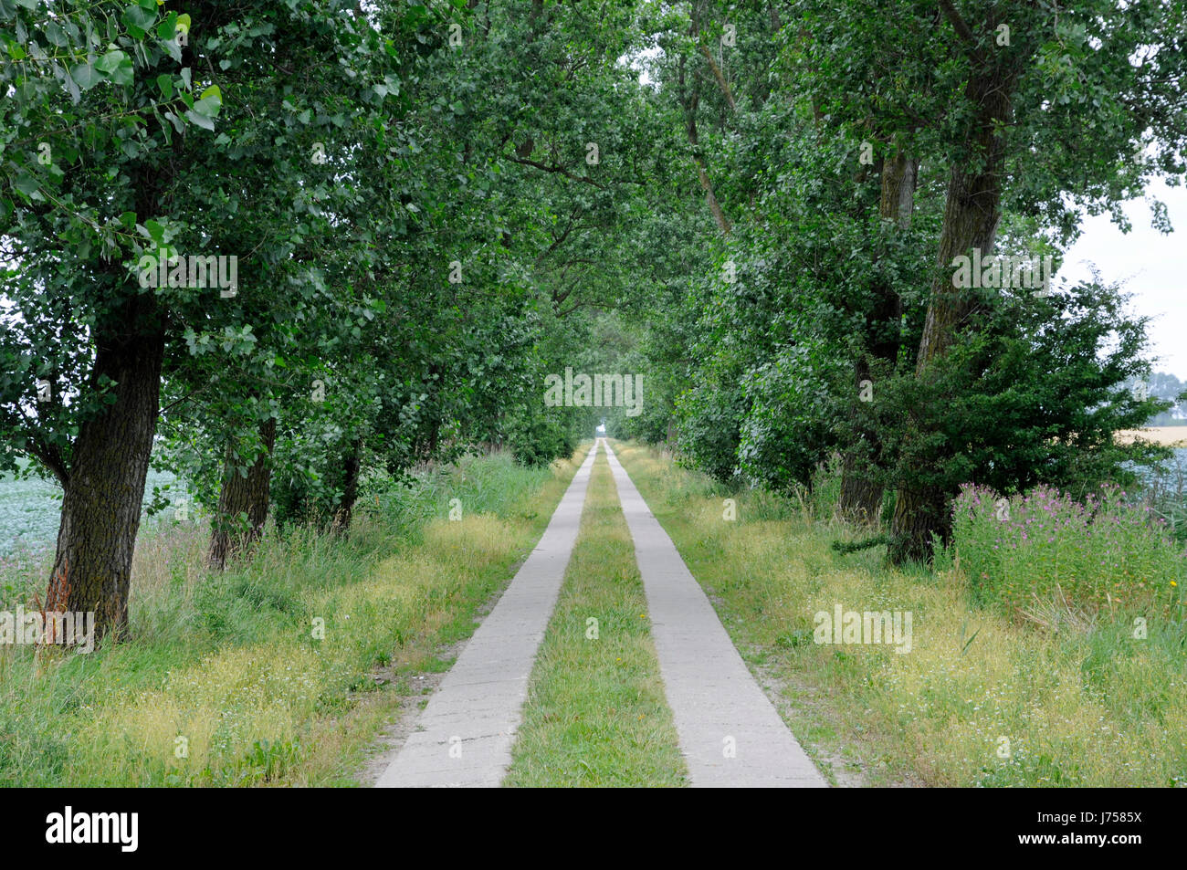allee in northern germany Stock Photo - Alamy