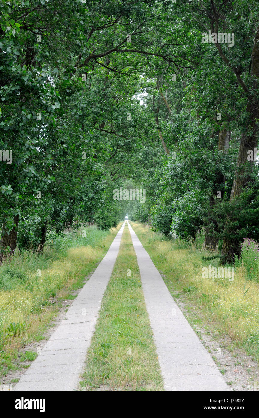 allee in northern germany Stock Photo - Alamy