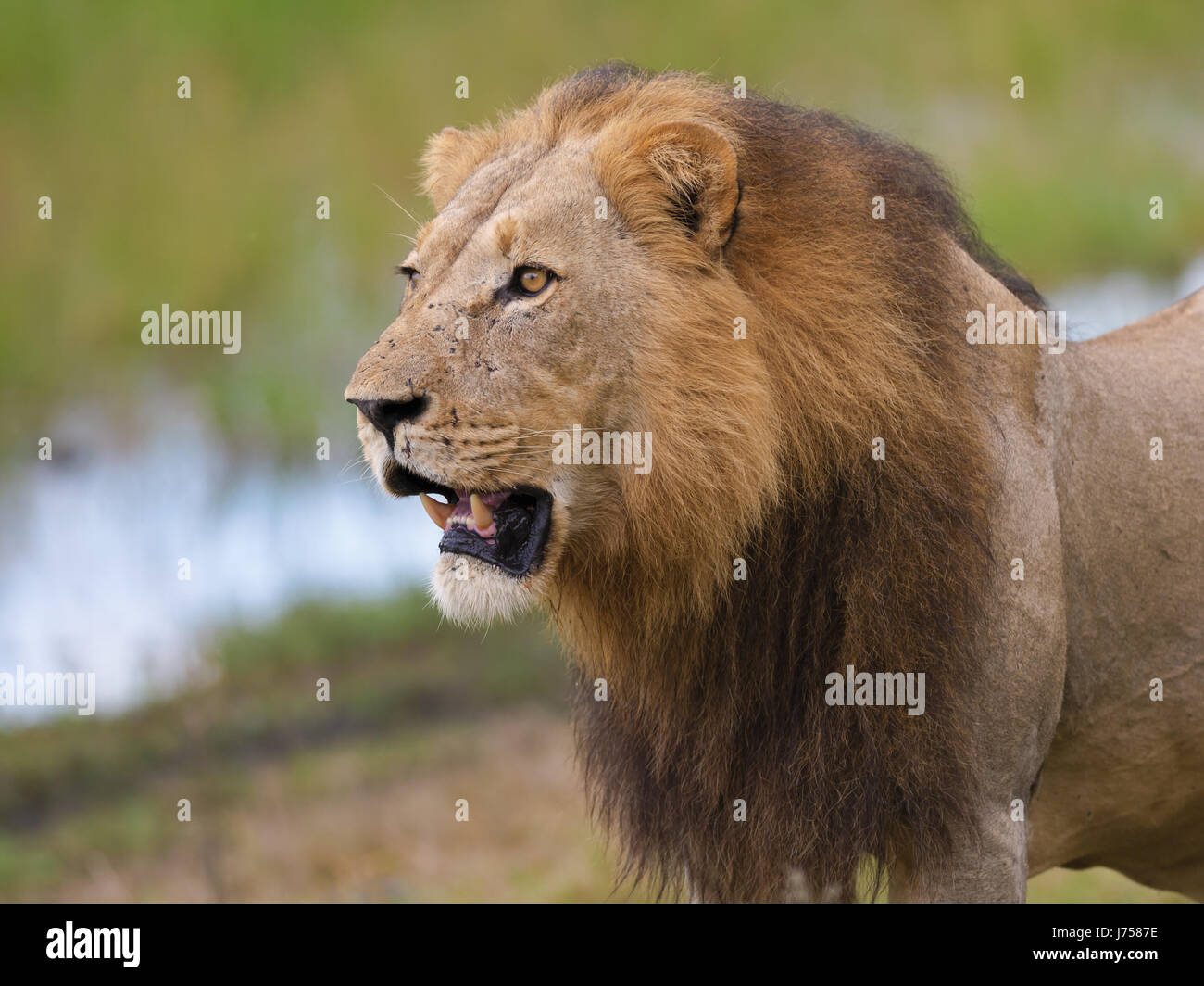 africa male masculine lion cat big cat feline predator safari mane ...