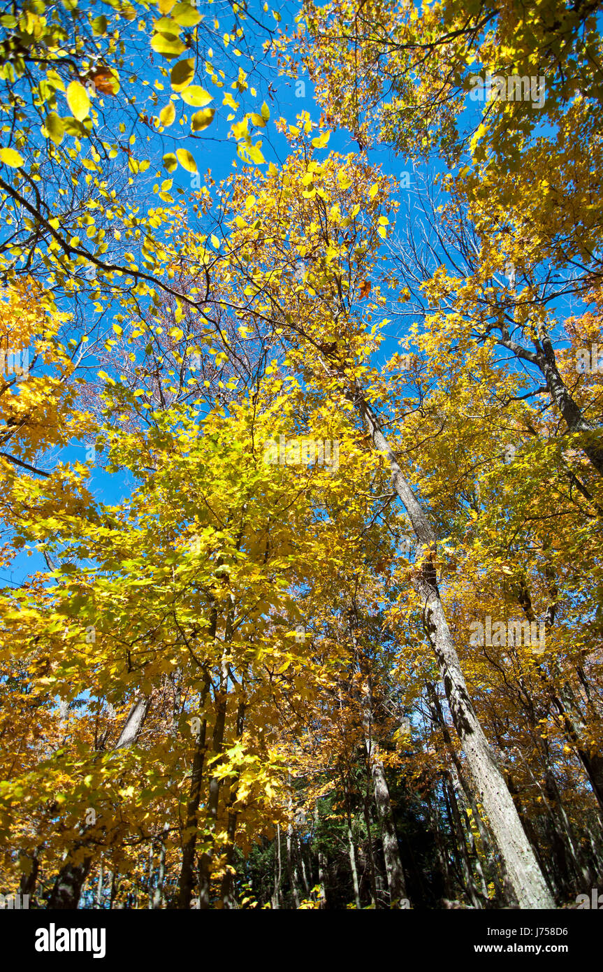 tree trees leaves forest yellow foliage fall autumn tree trees animal ...