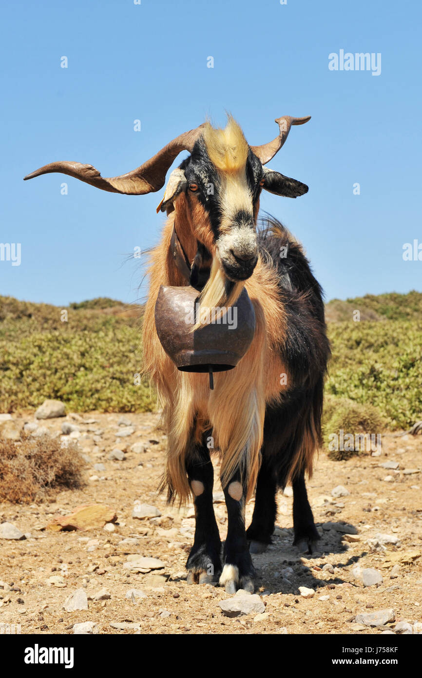 Goat with blue collar hi-res stock photography and images - Alamy