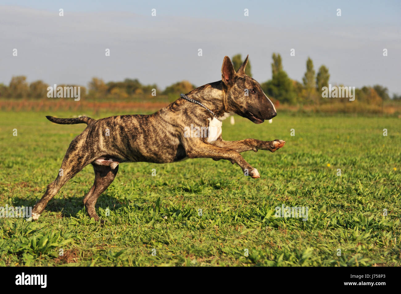 Running Of The Bulls Dogs