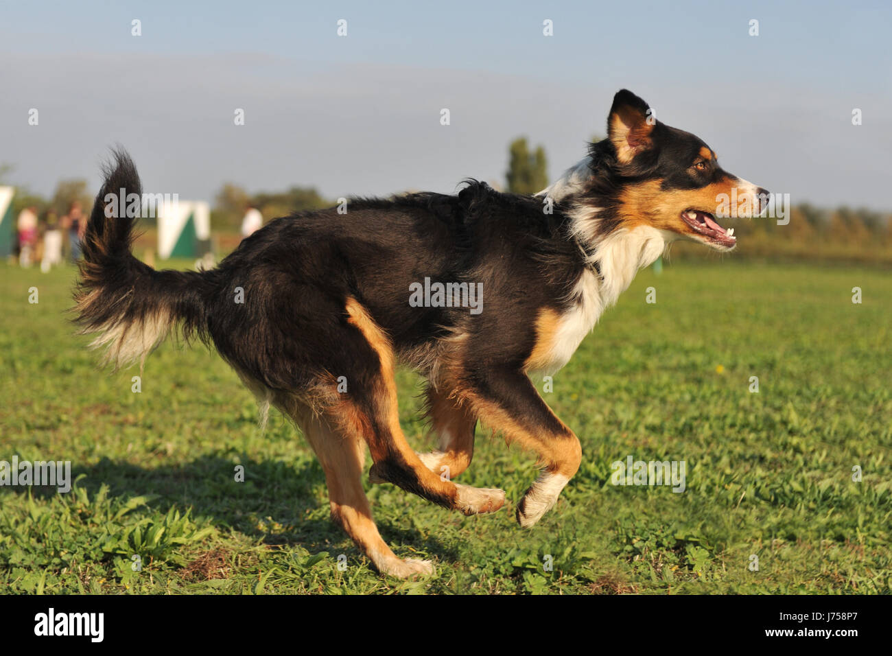 dog action shepherd australian motion postponement moving movement ...