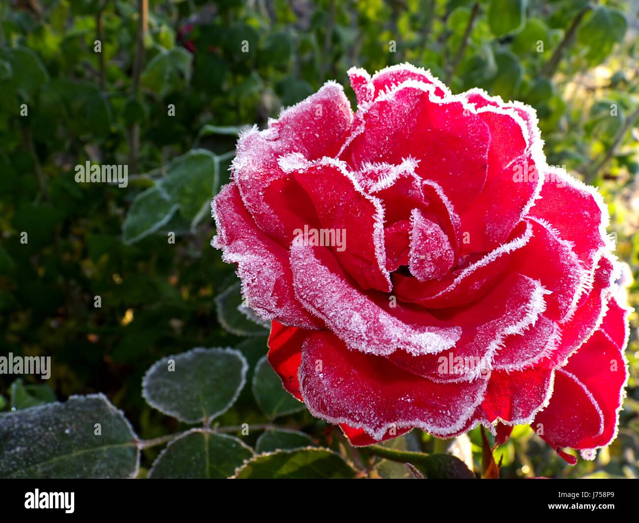 rosenblte in frost Stock Photo - Alamy