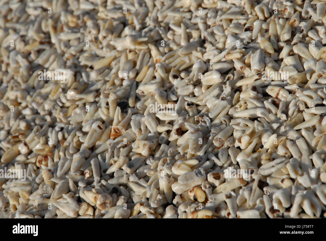 teeth abstract molar dentistry incisor dental treatment odontology ...