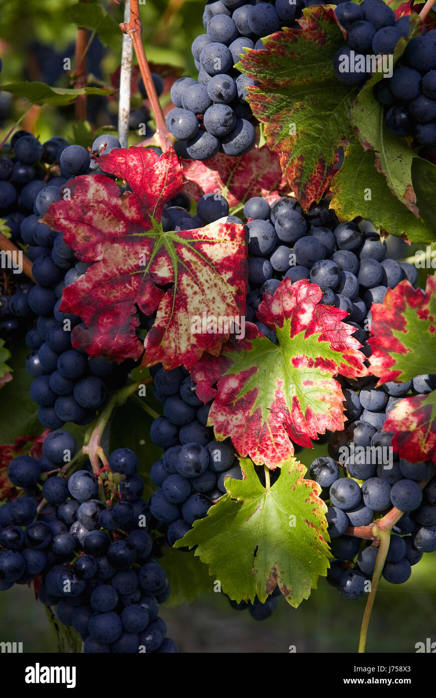 vintage faded autumn colouring vine grape vine grape-vine grapes ...